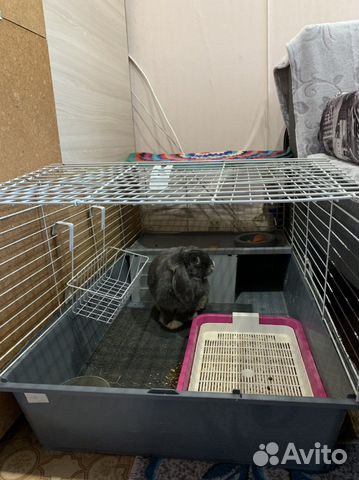 Декоративный кролик с клеткой