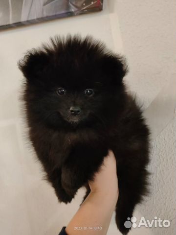 Черная помочка-шпиц