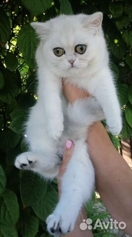 Британская кошка серебристого окраса