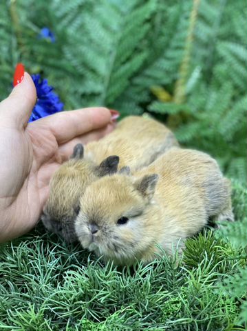 Мини кролики ручные