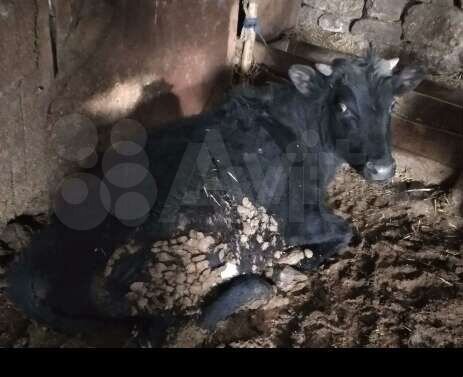 Бычки и телки годовалые