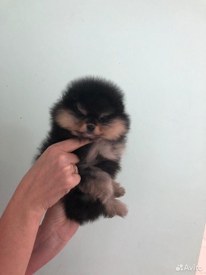 Девочка помераночка редкого окраса.РКФ.Казань