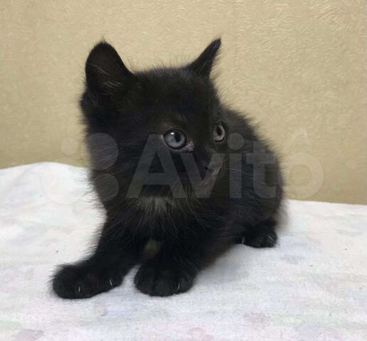 Котята в дар