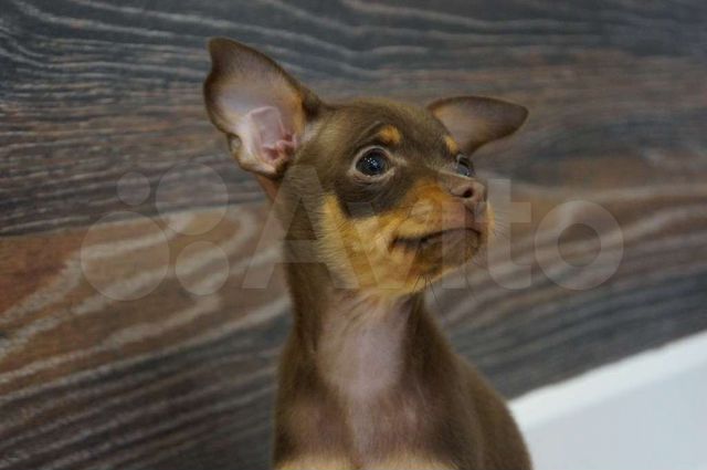 Перспективный мальчик породы русский той