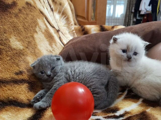 Шотландские котята