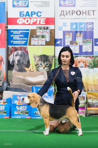 Бигль вязка