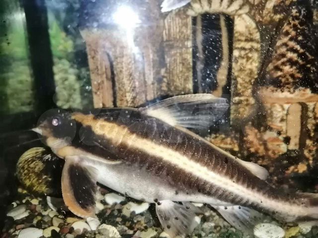 Рыбки, Сомики, креветки, травка