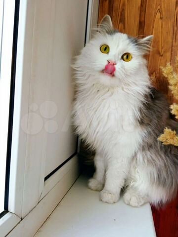 Кошка персидская в добрые руки