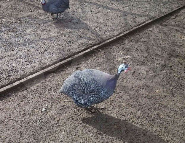 Инкубационное яйцо цесарки