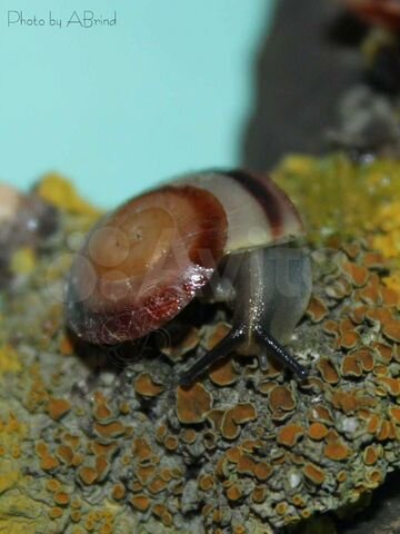 Древесные кубинские улитки караколусы