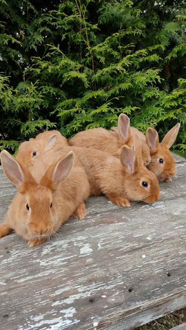 Кролики новозеландские красные