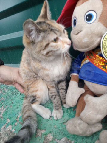 Кошка в дар