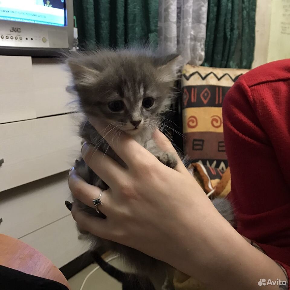 Котики бесплатно в добрые руки