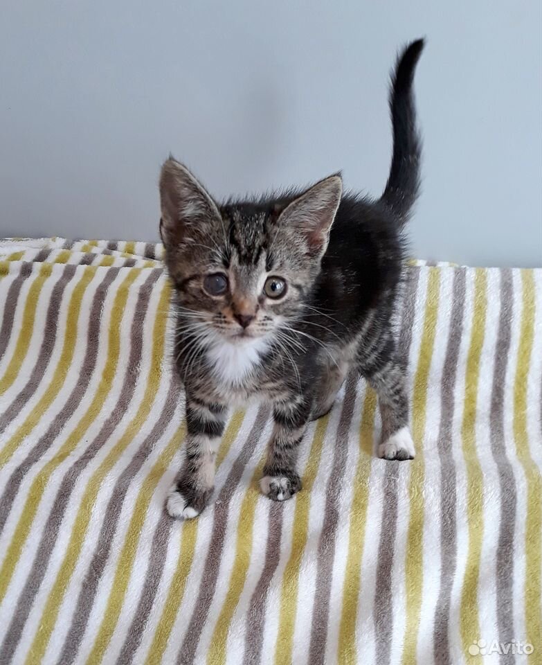 Нежный и трогательный котенок,2,5 мес