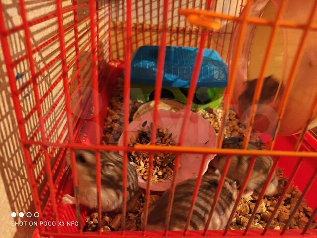 Хомячки джунгарики