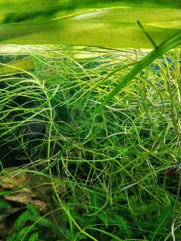 Аквариумные растения