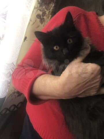 Кошка