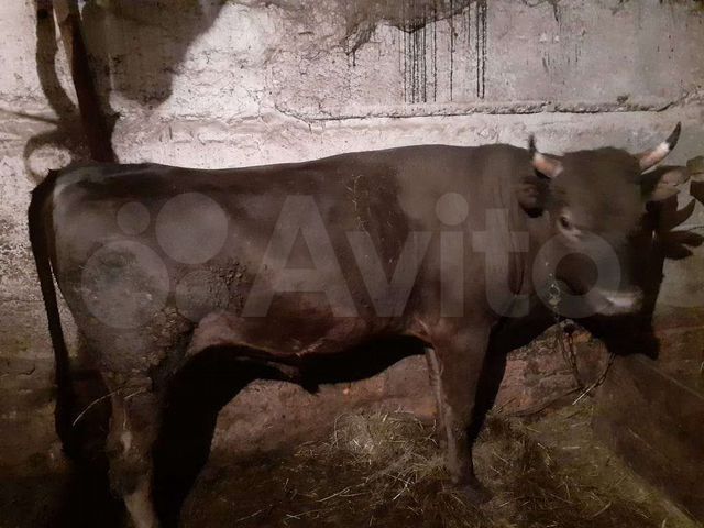 Бык домашний