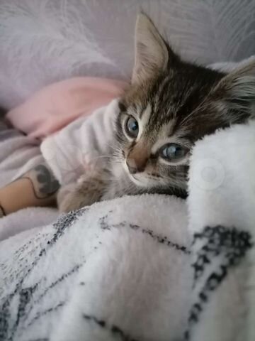 Кошки в добрые руки бесплатно. отдам прелестных ко