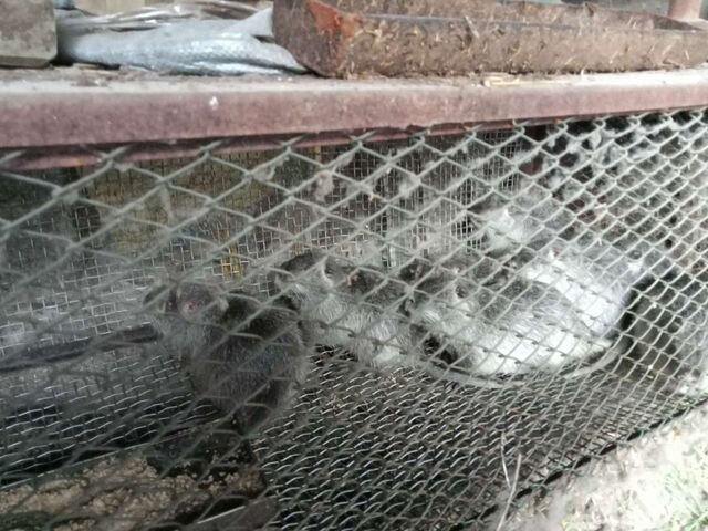 Нутрии на продажу