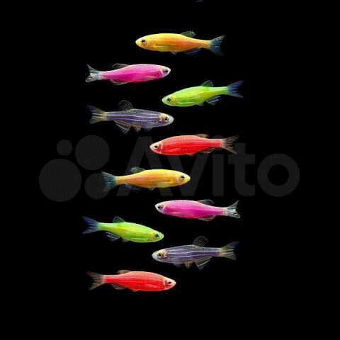 Аквариумные рыбки