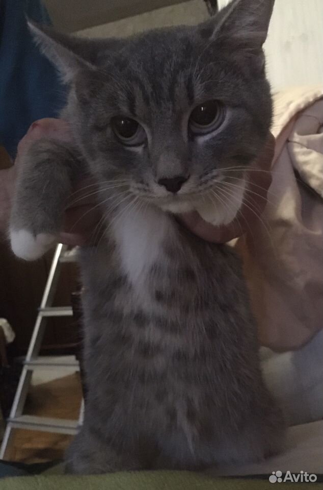Кот Игорёк