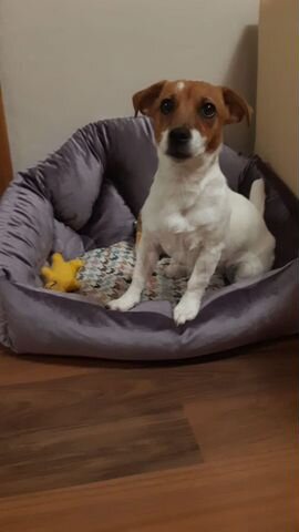 Щенок джек рассел. 6 месяцев