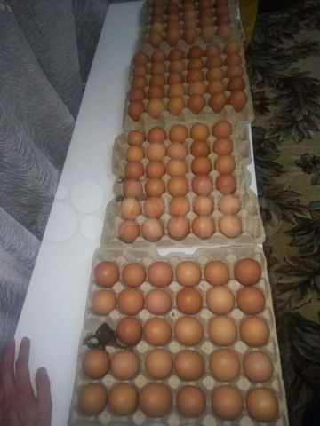 Инкубационное яйцо ломан браун