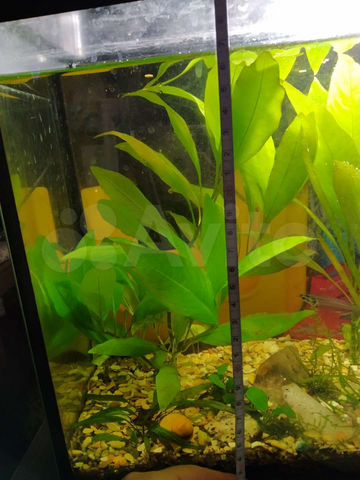 Растение Гигрофила для аквариума