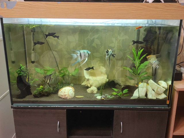 Аквариум 250 литров