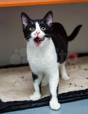 Котёнок Мартин в добрые руки