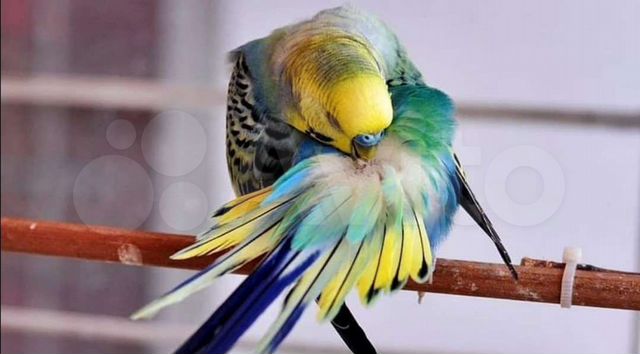 Волнистый попугай, обмен