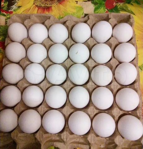 Яйцо домашнее