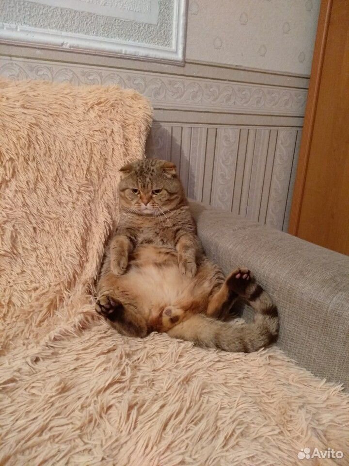 Кот на вязку