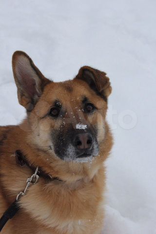 Рыжий красавец Стив в добрые руки