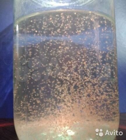 Аулофорус корм для мальков