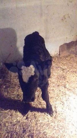 Продаю бычка