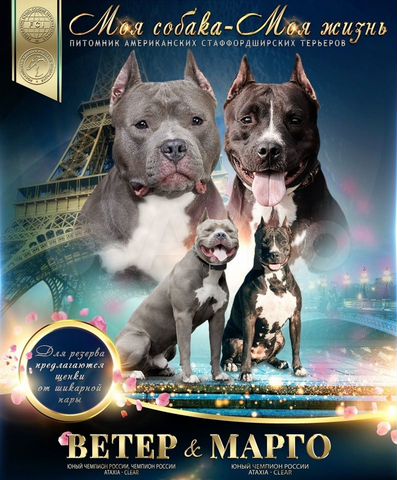 Щенки ам.стаффа от чемпионов, кобели-суки