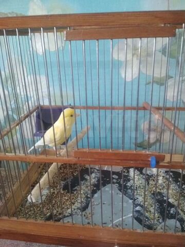 Кенара(канарейки)