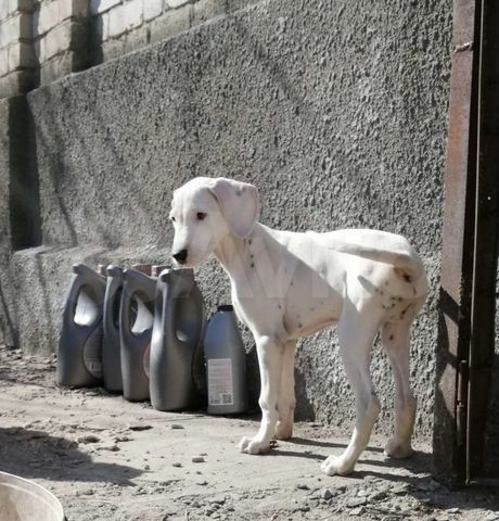 Собака-щенок