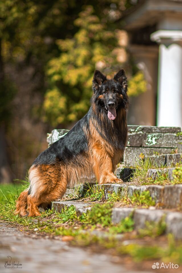 Немчик богатырь