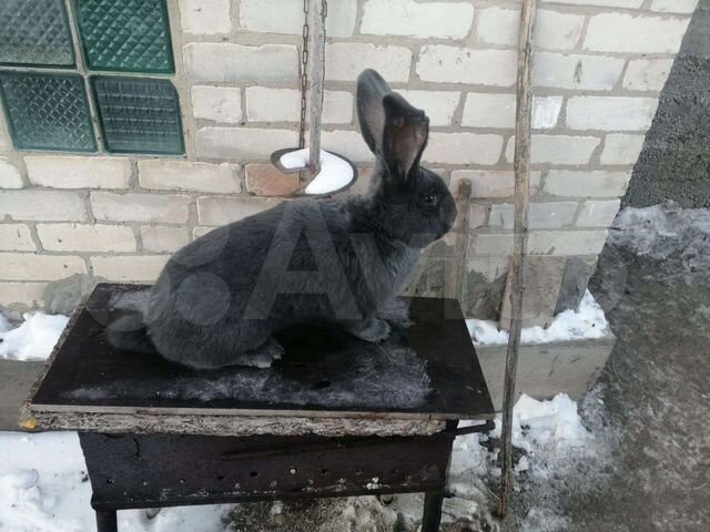 Голубые ризены