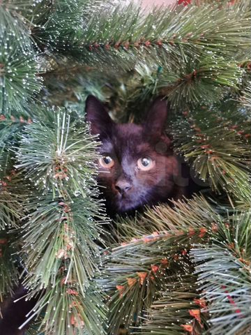 Бомбейская кошка