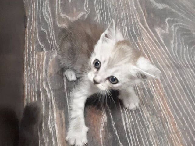 Сахарок ищет дом