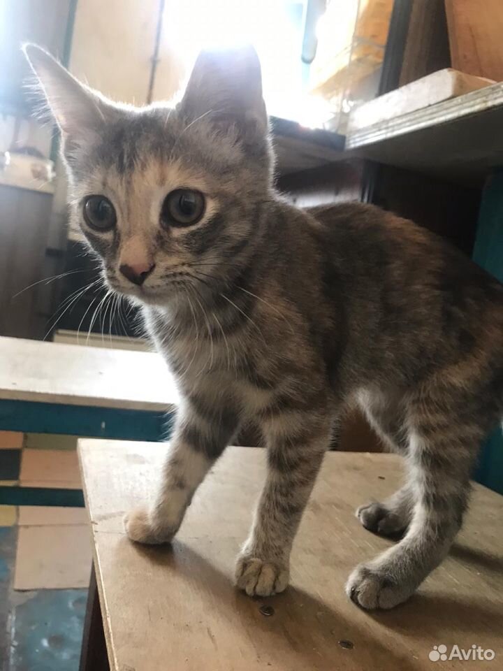 Кошка