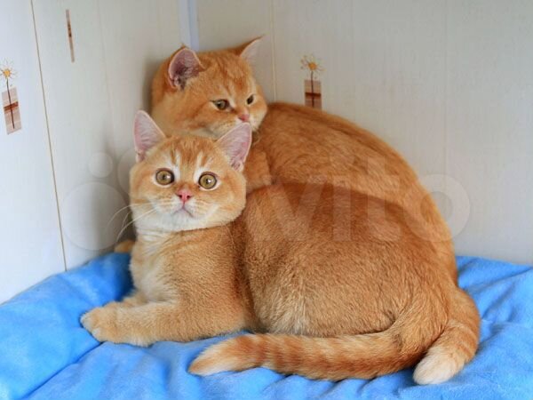 Оранж - красный тикированный котик