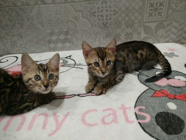 Бенгальская девочка