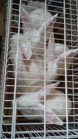 Кролихи белый фландер 4,5 мес