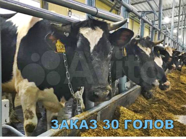 Нетели Телки чистопородные товарные