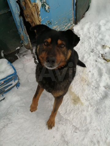 Прекрасный охранник